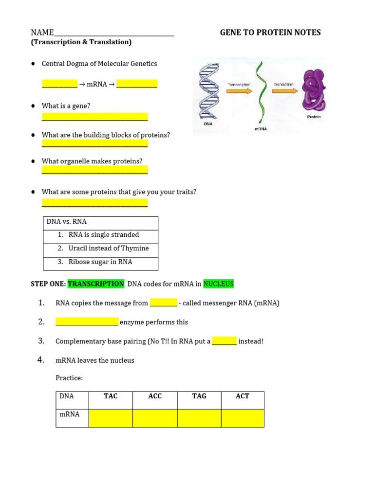 GENE TO PROTEIN Notes 2023 | PDF | Rna | Messenger Rna