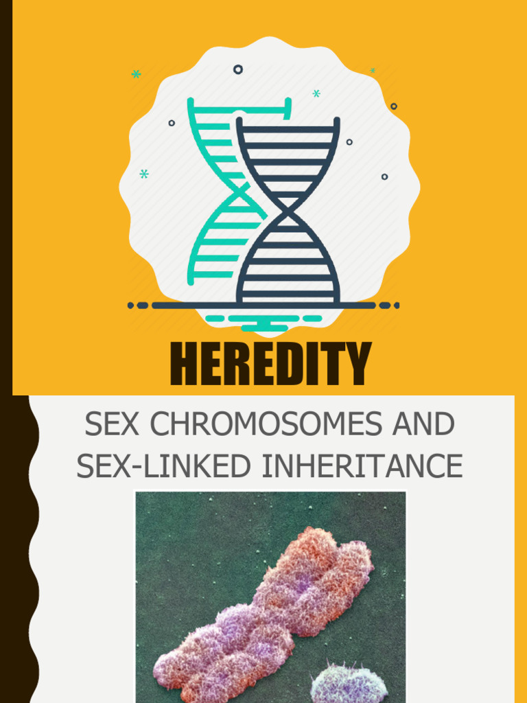2 Sex Linked Inheritance Download Free Pdf Genetics Mutation
