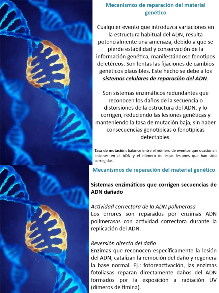 Mecanismos de Reparación | PDF | Reparación de adn | Adn
