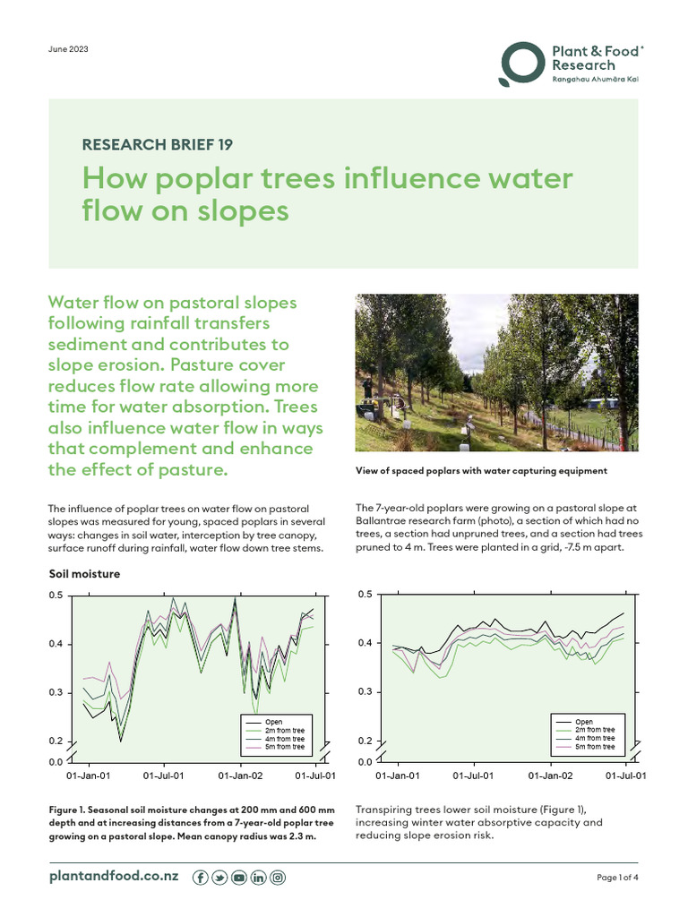 How Poplar Trees Influence Water Flow On Slopes rb19 | PDF | Trees | Rain