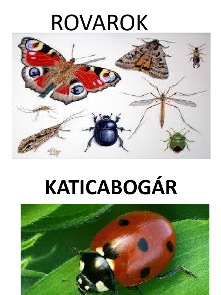 I. PPT - Rovarok | PDF