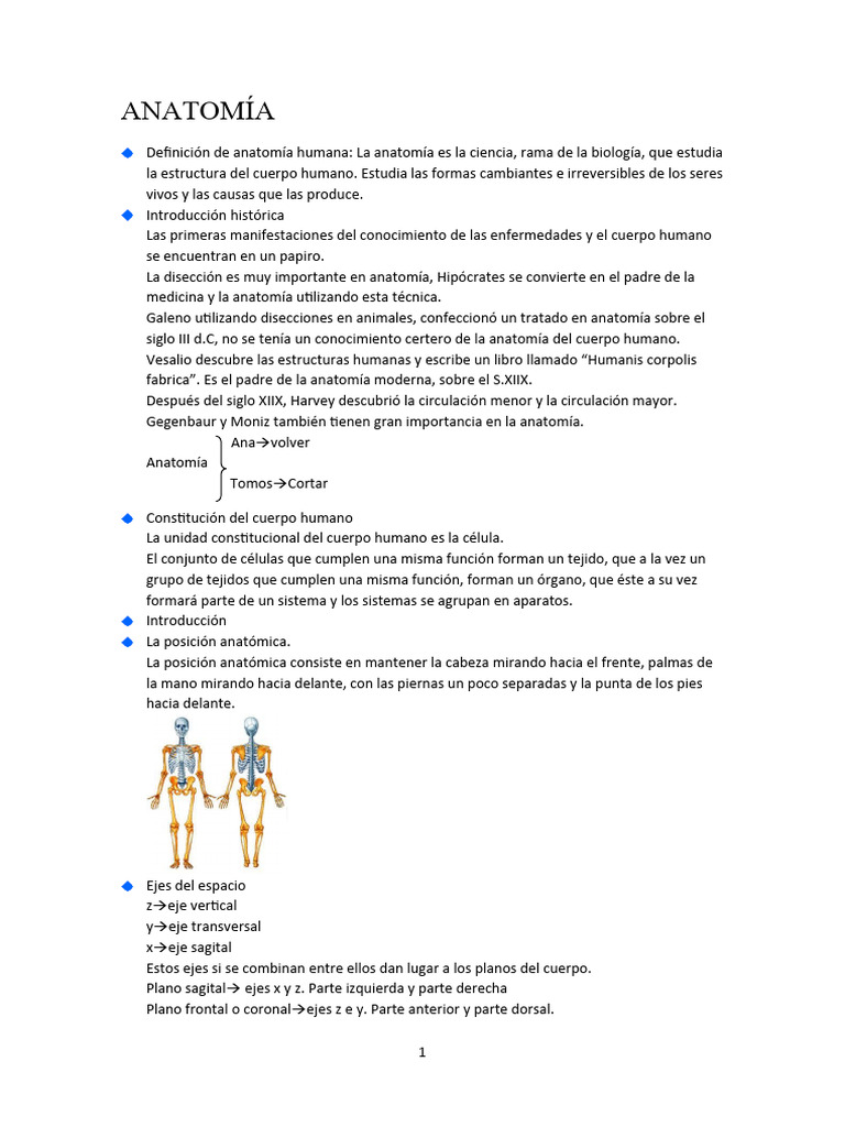 Apuntes De Anatomía Ugr Pdf Vértebra Corazón