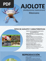 Etapas del Ciclo de Vida del Ajolote | PDF