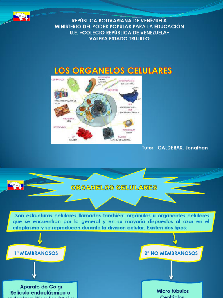 Organelos Celulares | PDF | Citoplasma | Nucleo celular