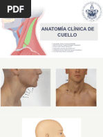 Triangulo de Farabeuf | PDF | Anatomía humana | Cabeza y cuello humanos