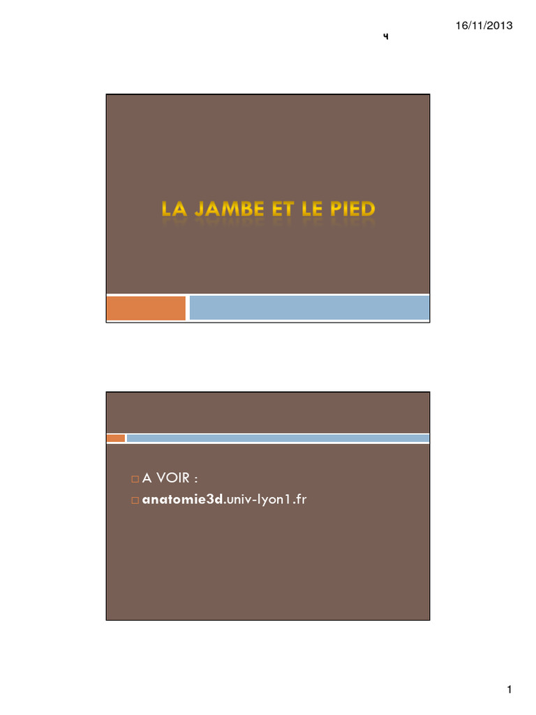 Anatomie de la jambe et du pied | PDF | Pied | Jambe humaine