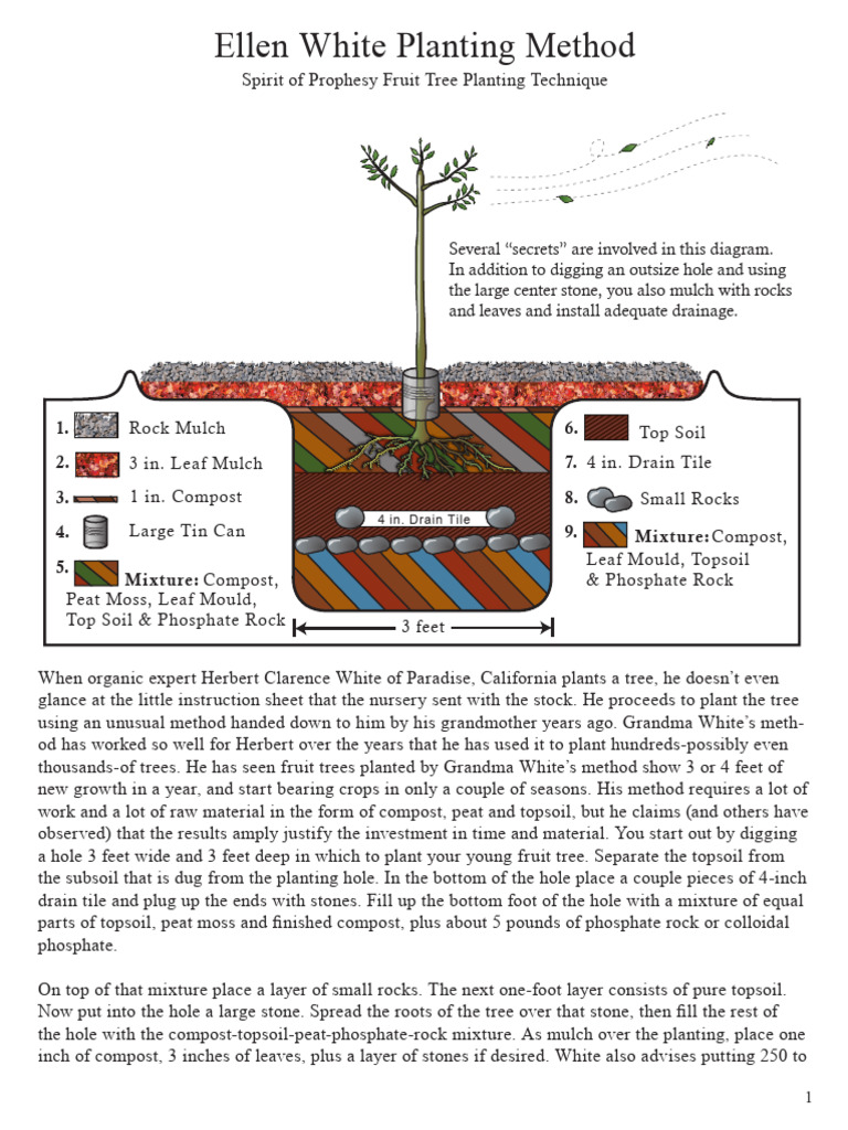 Ellen White's Fruit Tree Planting Guide | PDF | Peach | Topsoil