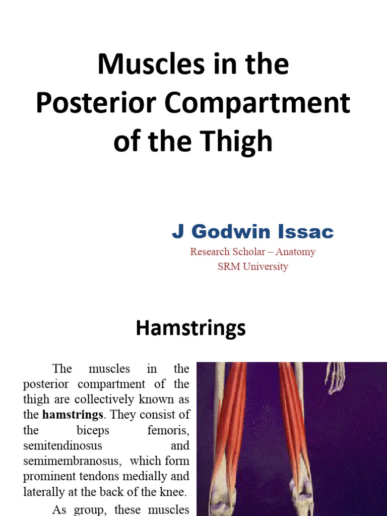 Muscles in The Posterior Compartment of The Thigh | PDF | Human Leg | Knee