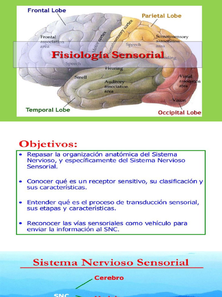 Fisiologia Del SNC 1 | PDF | Neuroanatomía | Neurociencia