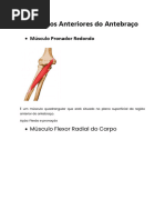 Cíngulo Do Membro Superior | PDF | Membros (anatomia) | Anatomia humana