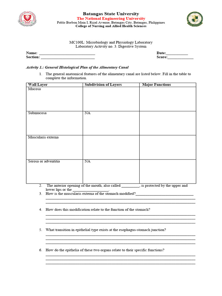 Lab 3 MC100 | PDF | Gastrointestinal Tract | Stomach