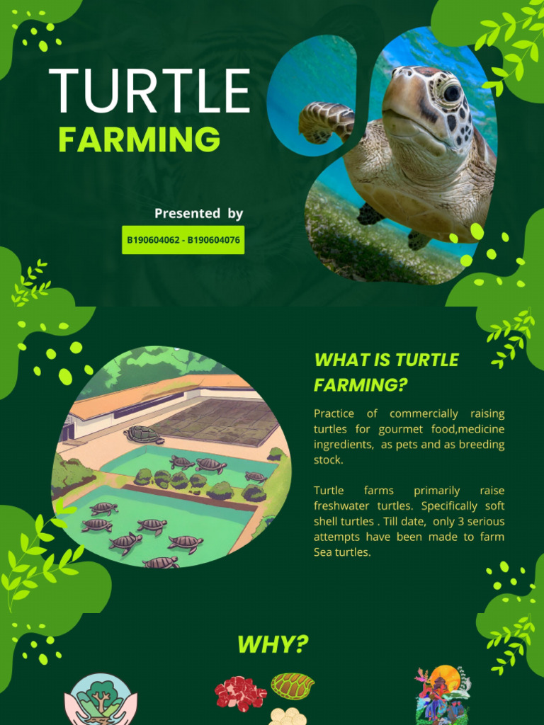 Turtle Farming | PDF
