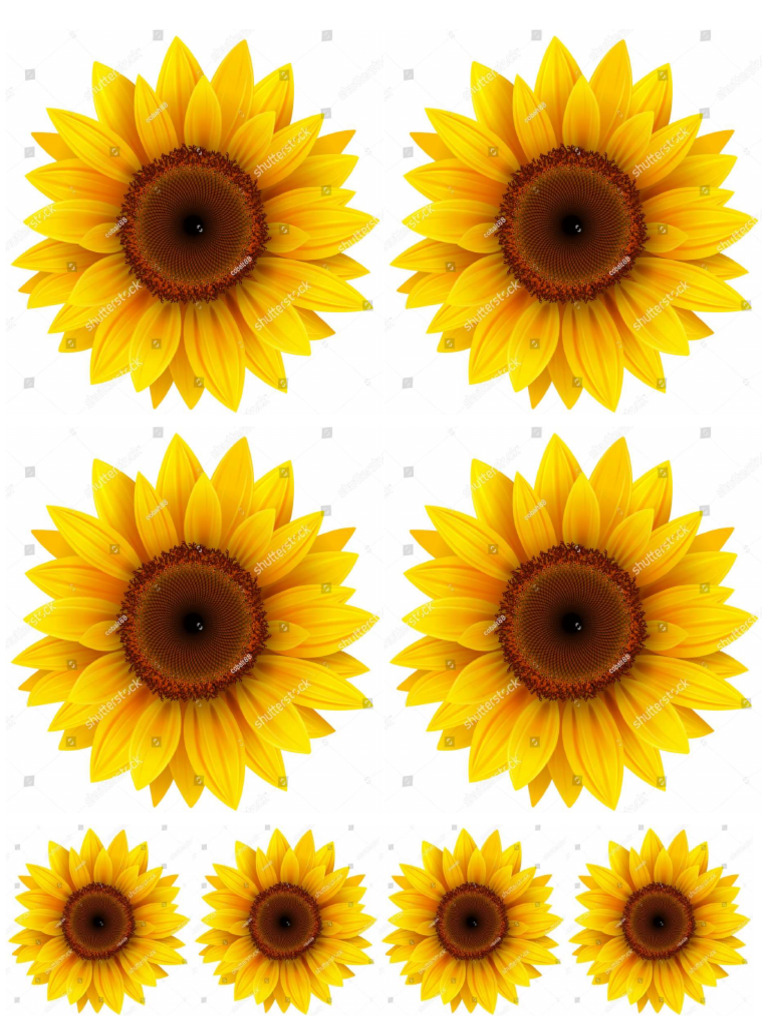 sunflower | PDF
