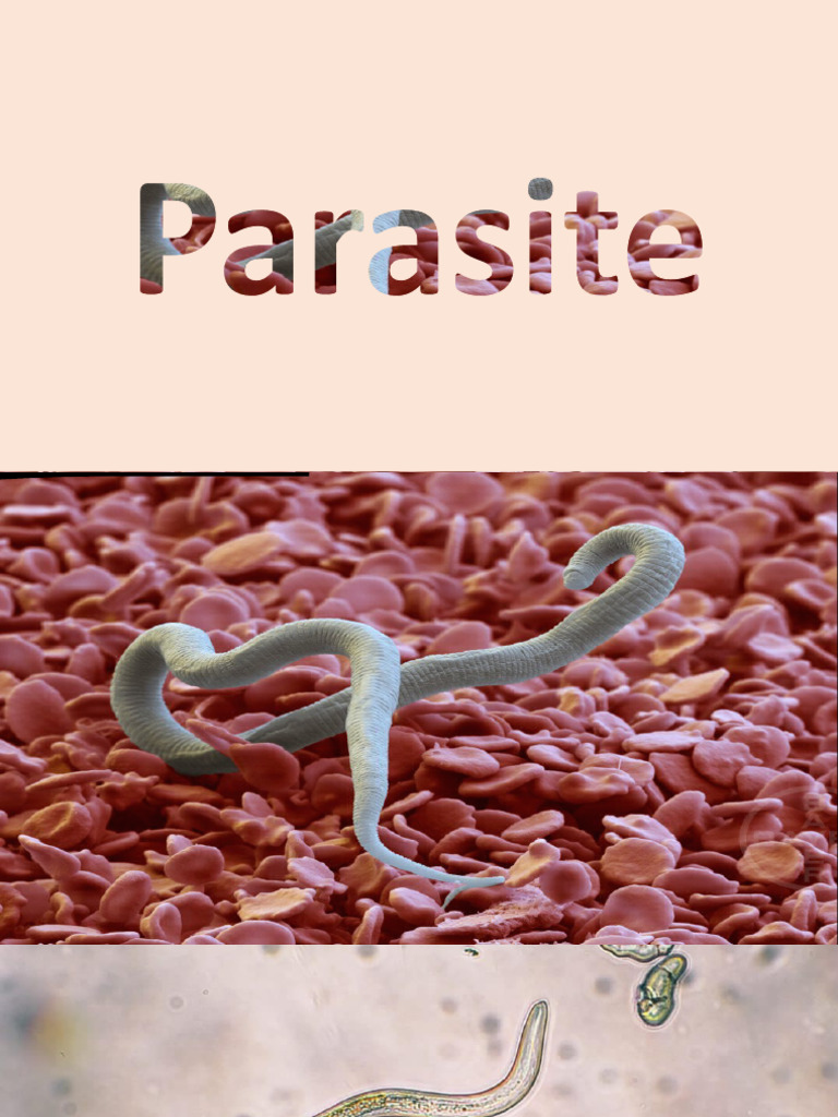 Parasite | PDF | Parasitism | Protozoa