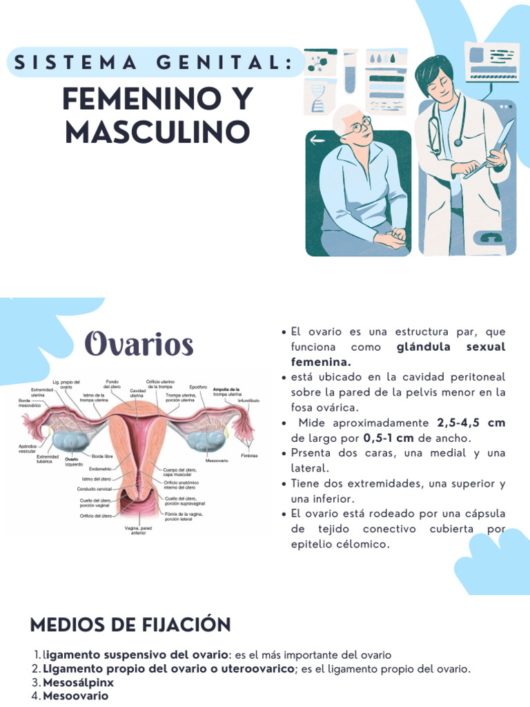 Sistema Genital, Masculino y Femenino | PDF | Labios | Vagina
