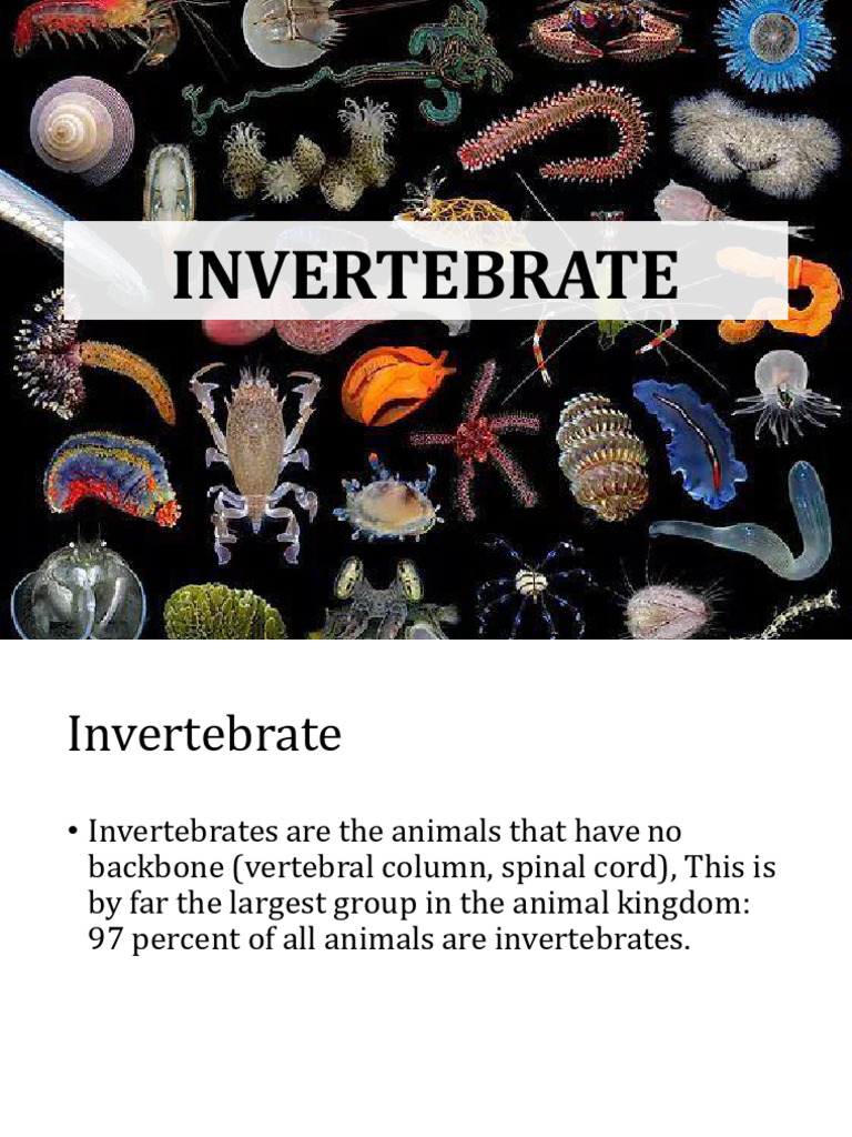 Overview of Invertebrate Animals | PDF | Invertebrate | Organisms
