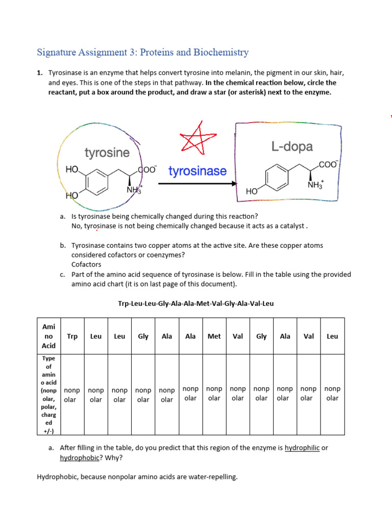 Tyrosinase and AADC in Biochemical Pathways | PDF | Amino Acid ...