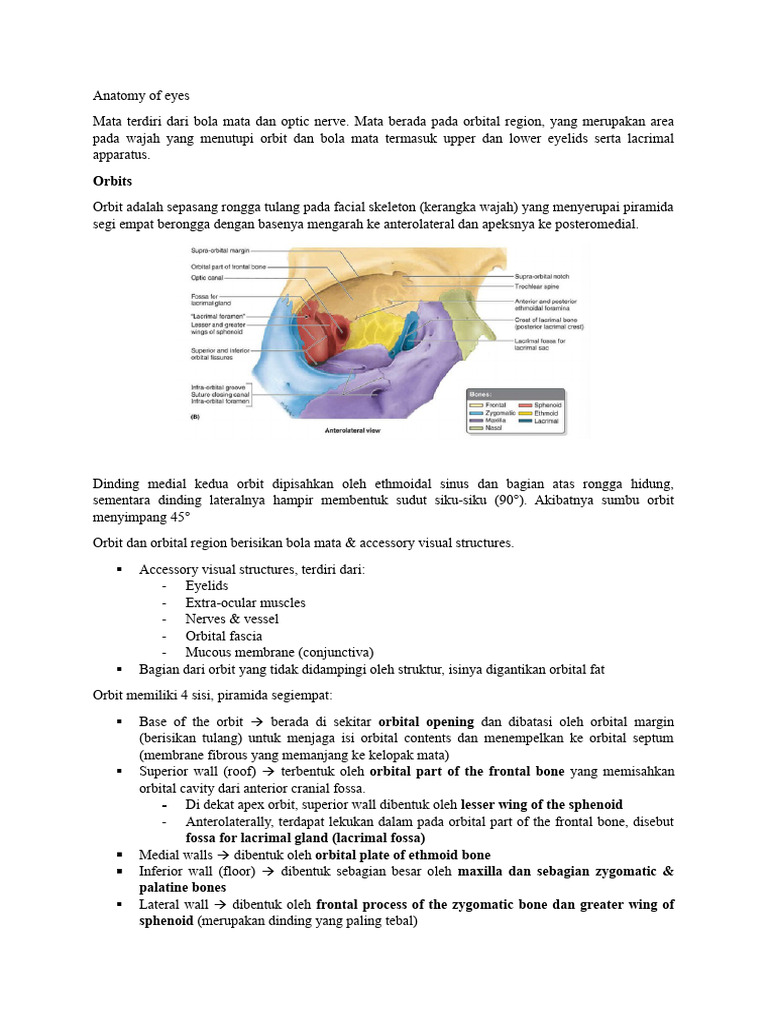 Anatomi Palpebra dan Orbit Mata | PDF