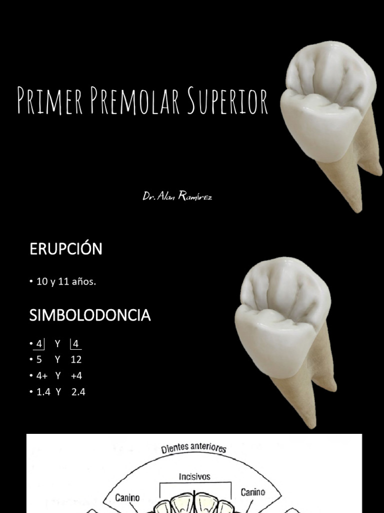 2. Primer Premolar Superior | PDF | Ramas de Odontología | Diente