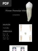 Premolares Inferiores | PDF | Boca | Anatomia dental