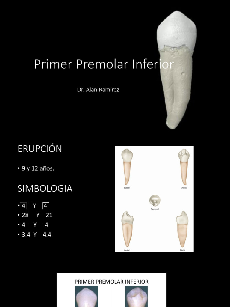 Primer Premolar Inferior | PDF | Ramas de Odontología | Anatomia dental
