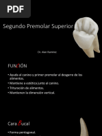 Cuspides y Surcos Dentales en Premolares y Molares | PDF | Diente ...