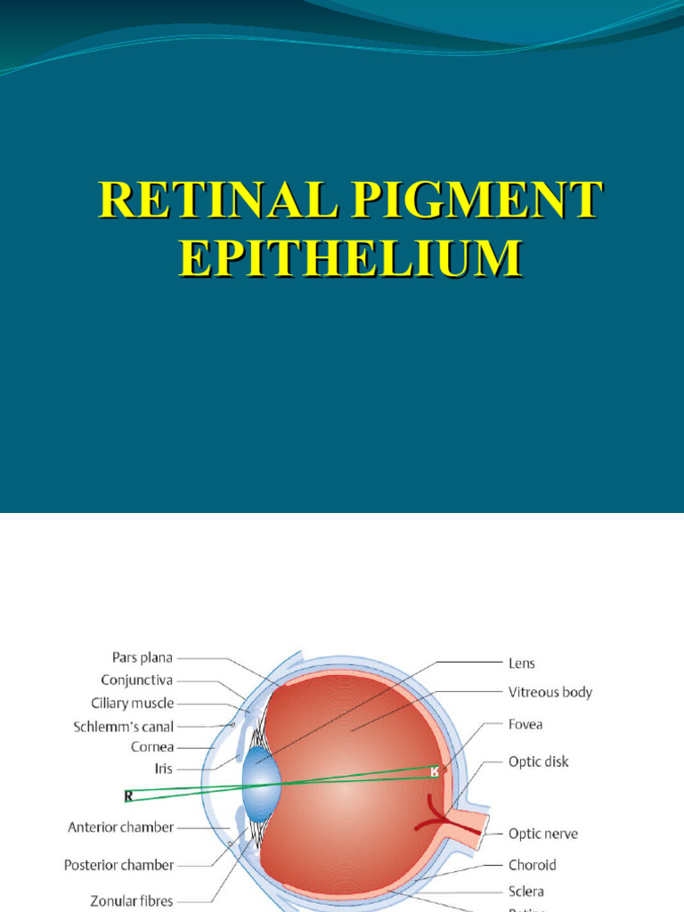 Retinal Pigment Epithelium | Download Free PDF | Retina | Epithelium