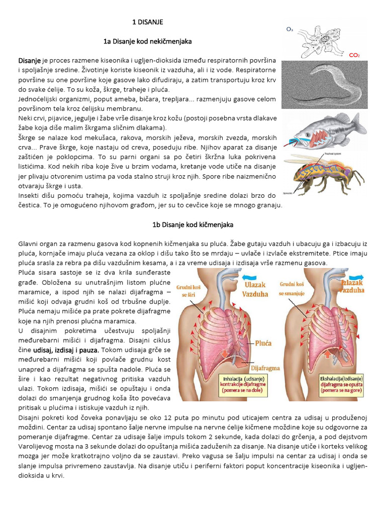 1 Disanje | PDF