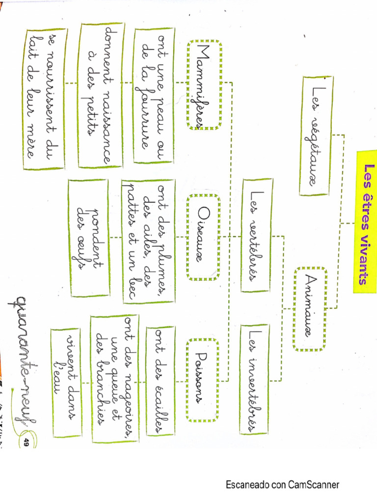 Esquema Les Animaux | PDF