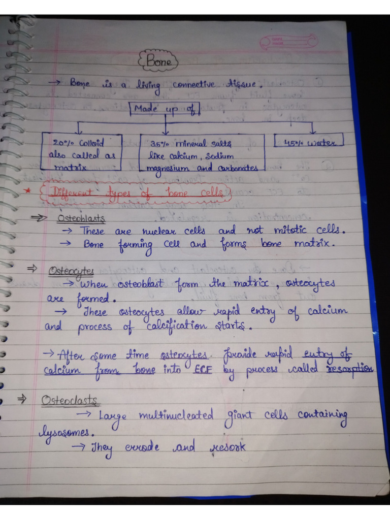 Endocrine System Part 2 | PDF