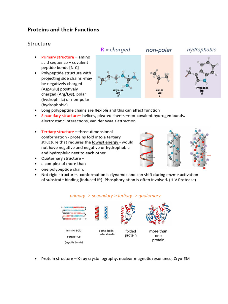Proteins and Their Functions | Download Free PDF | Protein Structure ...
