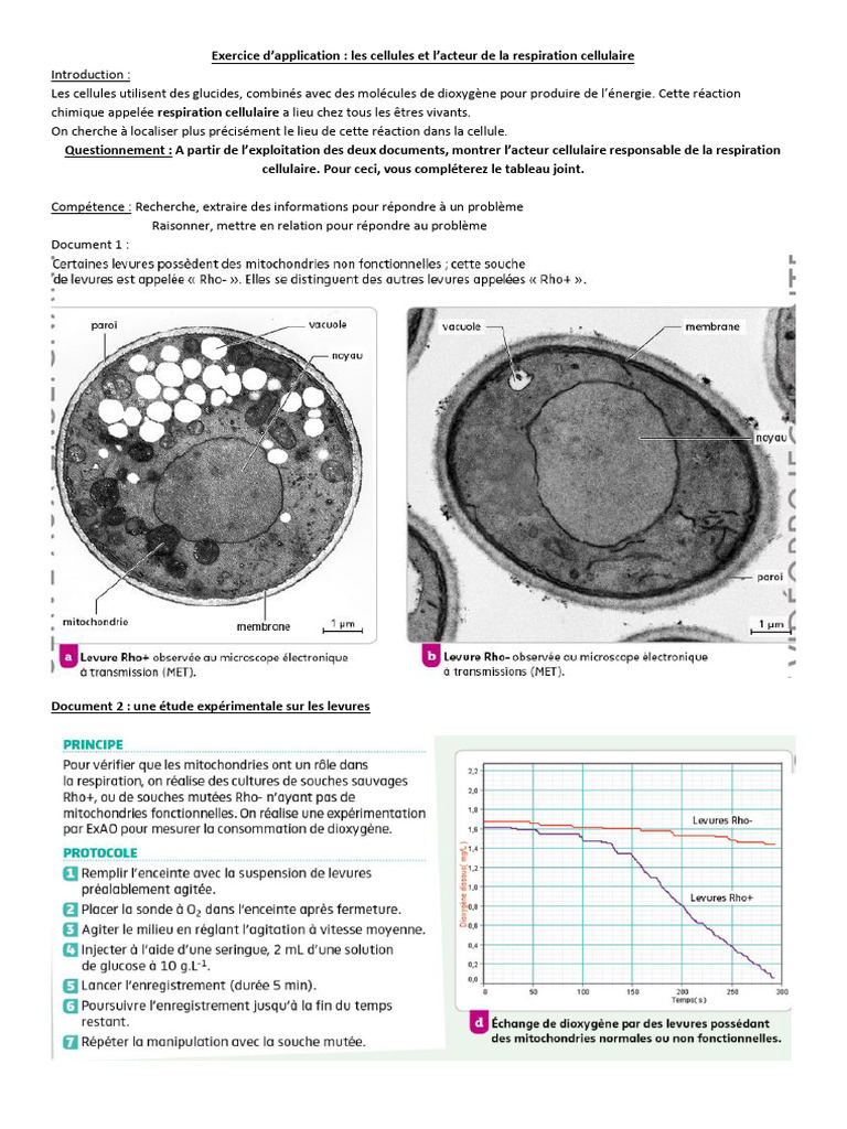 Exercice Acteur de La Respiration Cellulaire Corrige | PDF | Cellule ...