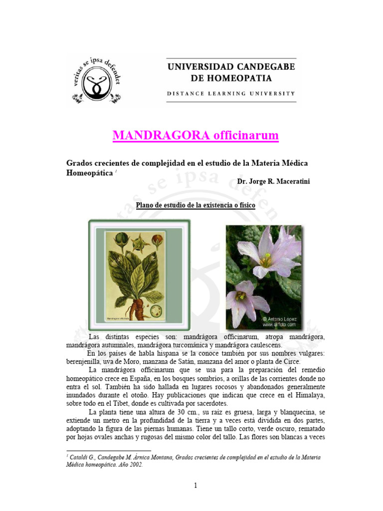 Mandrágora Officinarum: Usos y Propiedades | PDF | Demonios