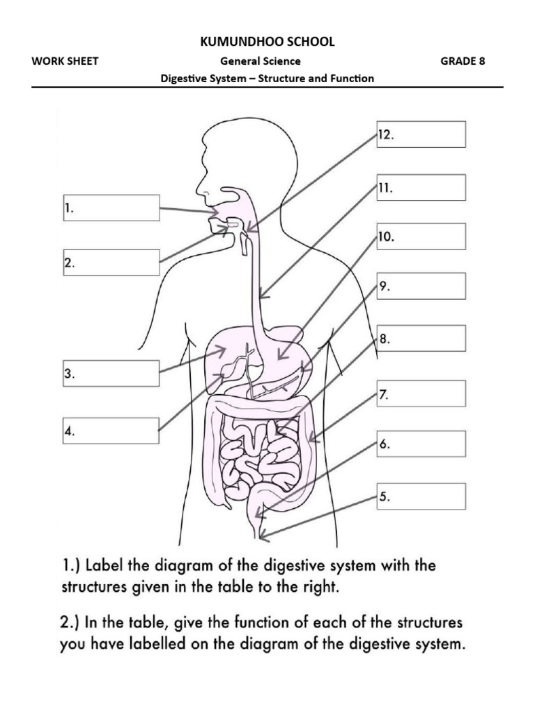 Work Sheet Gr. 8 - Digestive System | PDF