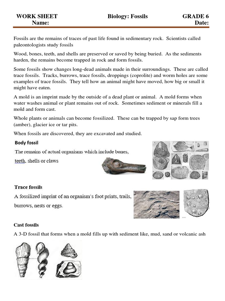 Fossils | PDF | Fossil | Sedimentary Rock