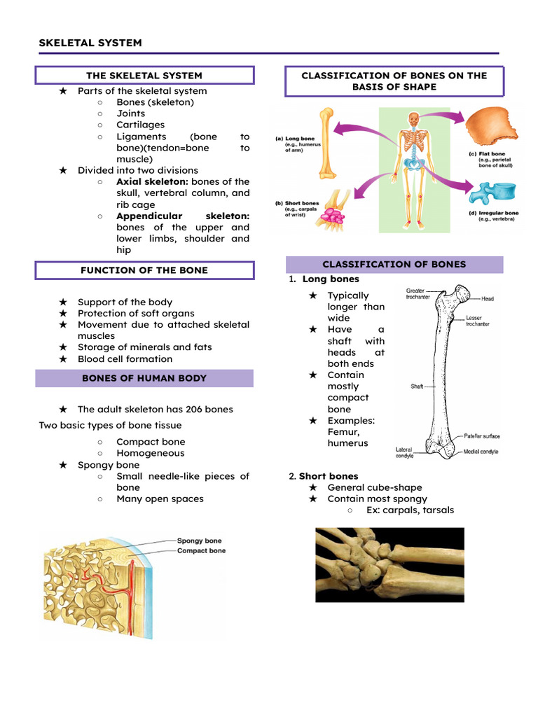 THE-SKELETAL-SYSTEM | PDF | Bone | Skeleton