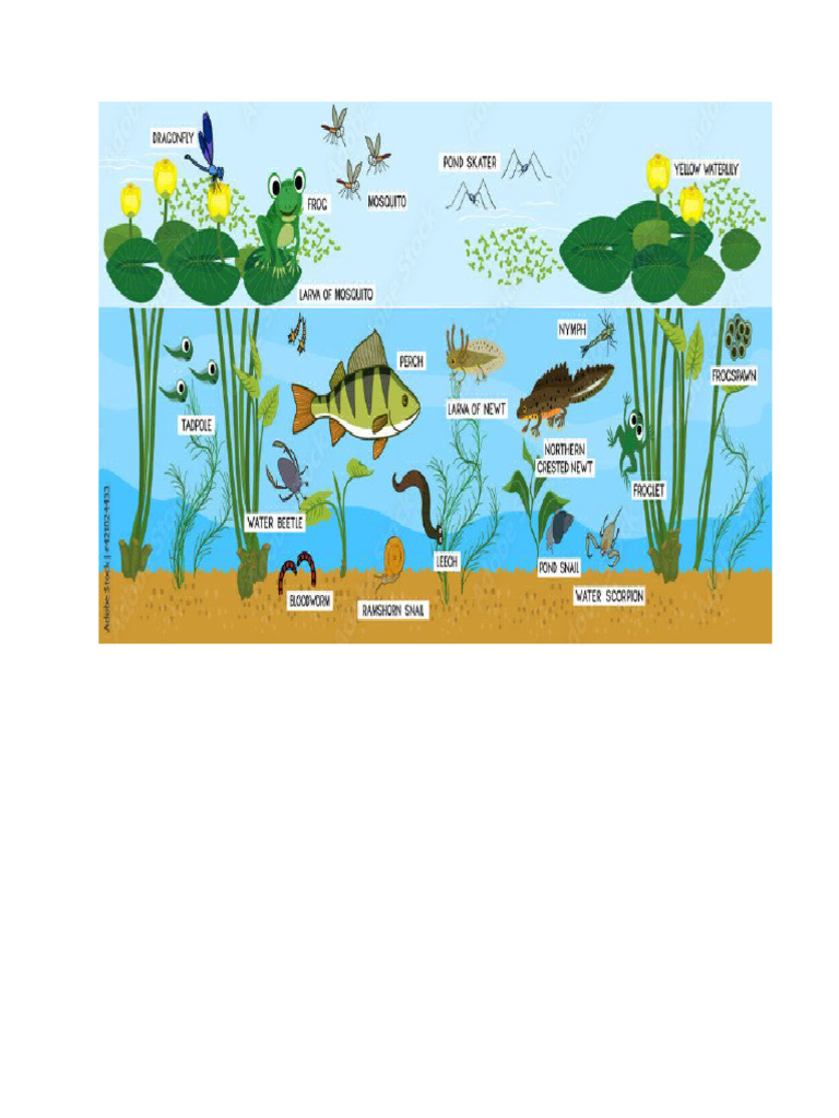 Pond Habitat: Organisms and Layers | PDF