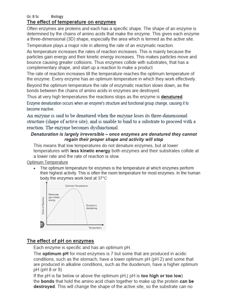 The Effect of Temperature | PDF | Enzyme | Denaturation (Biochemistry)