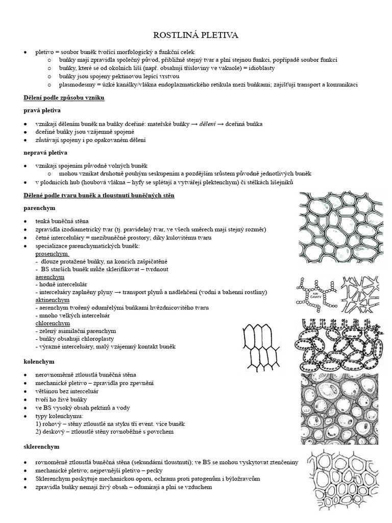 Rostliná Pletiva | PDF