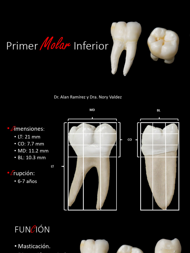 Primer Molar Inferior | PDF
