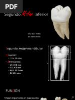 Primer Molar Inferior Temporal | PDF | Odontología | Ramas de Odontología