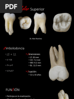 Segundo Molar Inferior | PDF