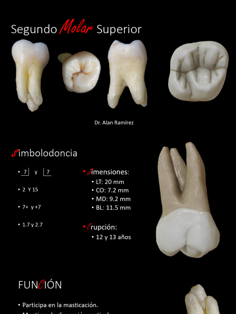 10. SEGUNDO MOLAR SUPERIOR | PDF