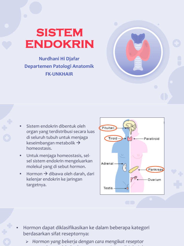 Endocrine System | PDF