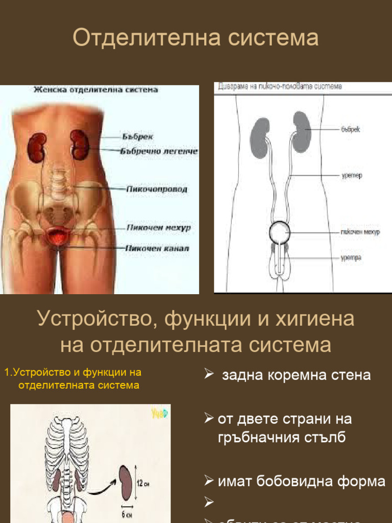 Otdelitelna Sistema 8 Klas! | PDF