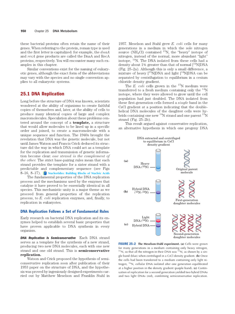 DNAreplication Lehninger Biochemistry | PDF | Dna Replication | Dna