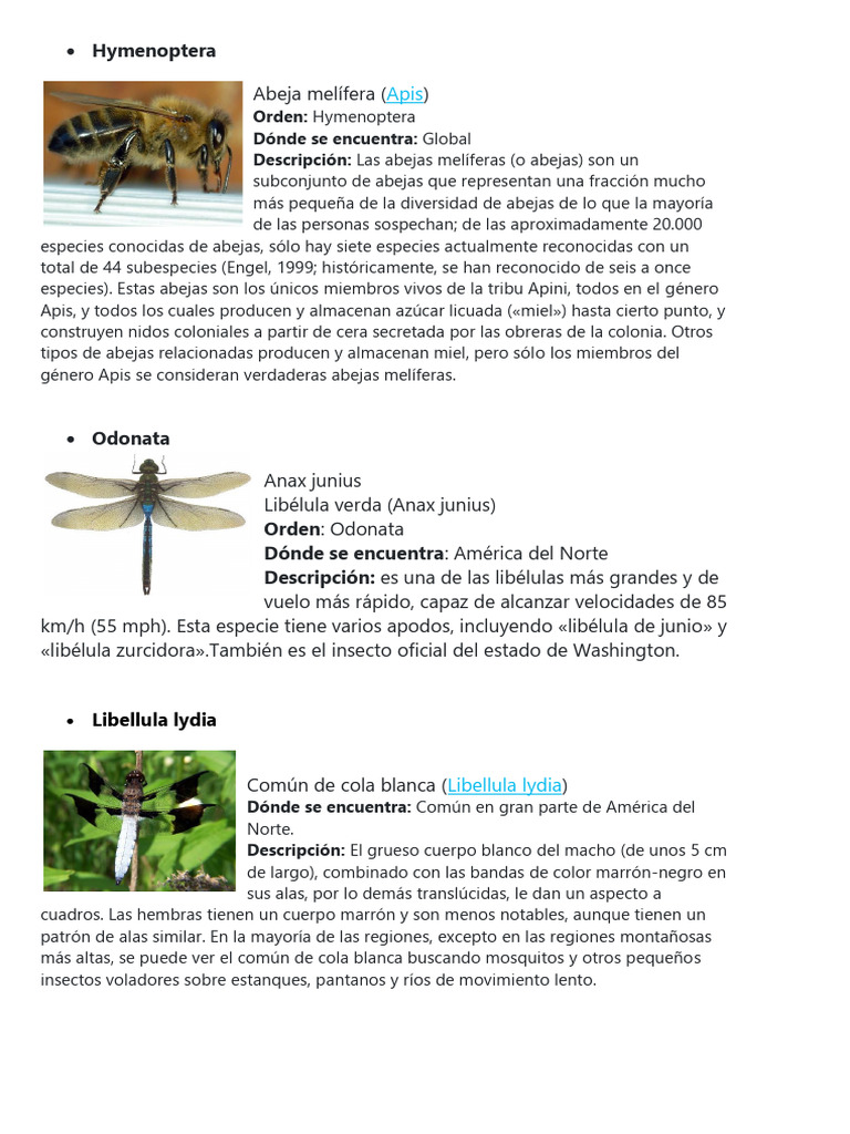 Insectos del Orden Hymenoptera | PDF | Insectos | Hexapoda