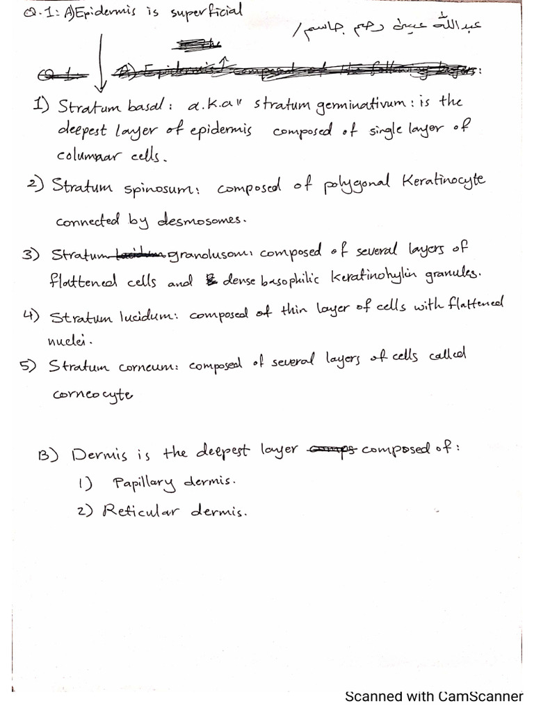 Histology Mid-Exam Answers | PDF