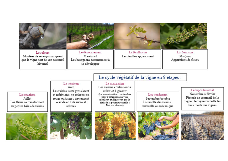 Cycle végétatif de la vigne en 9 étapes | PDF