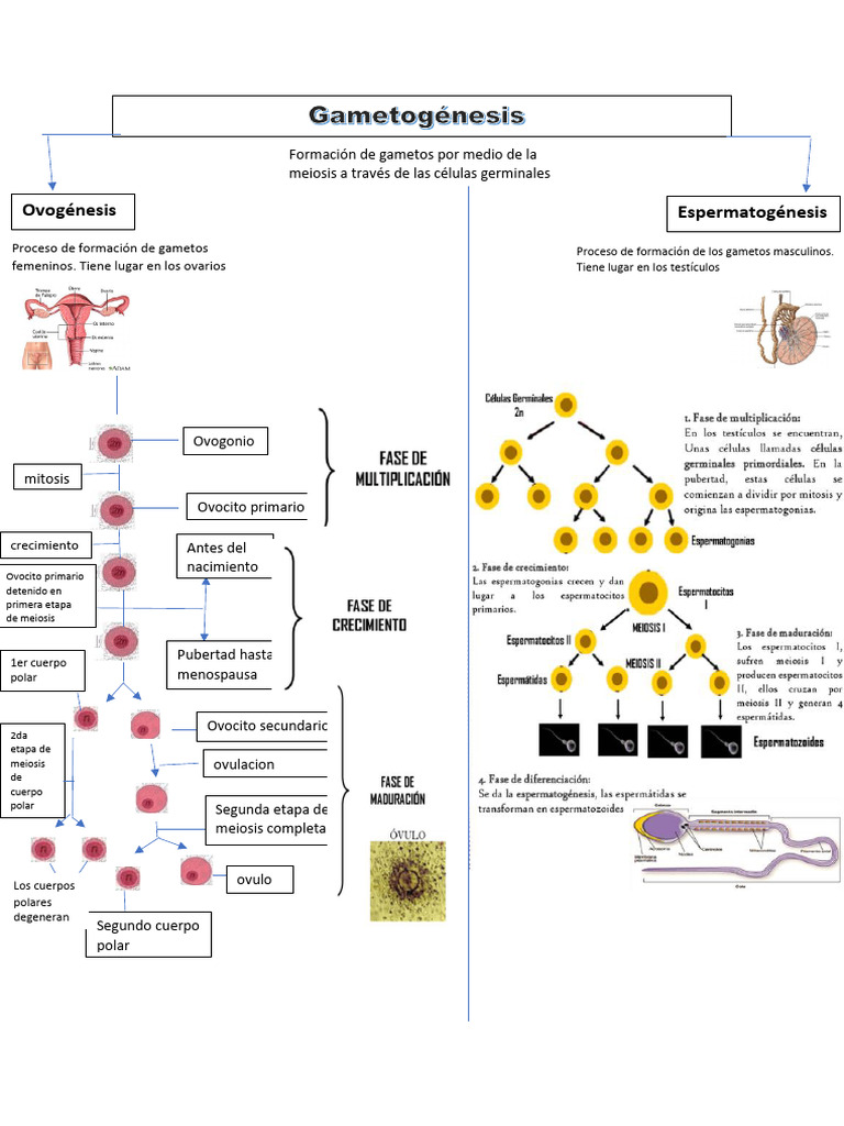 Gametogénesis | PDF